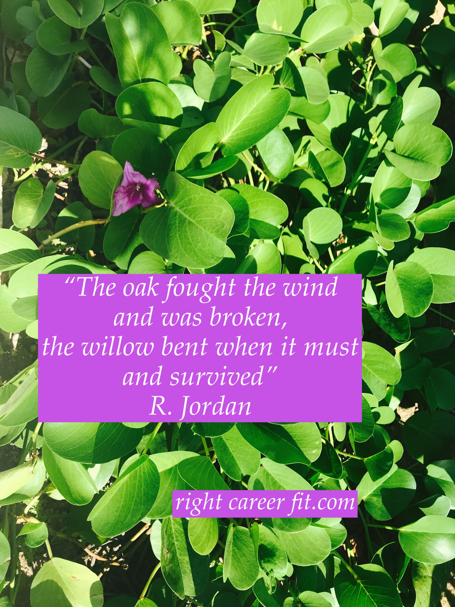 Word of the Year: Resile – Hoda's Musings